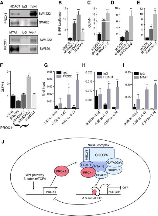 Transcription Factor PROX1 Suppresses Notch Pathway Activation via the ...