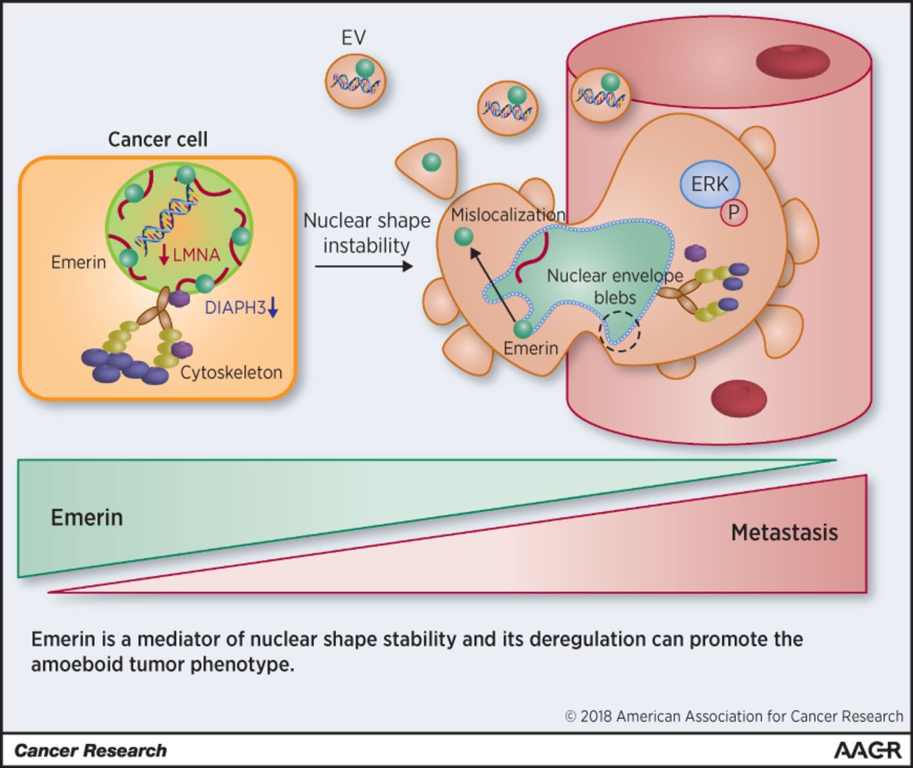 Emerin Deregulation Links Nuclear Shape Instability to Metastatic ...