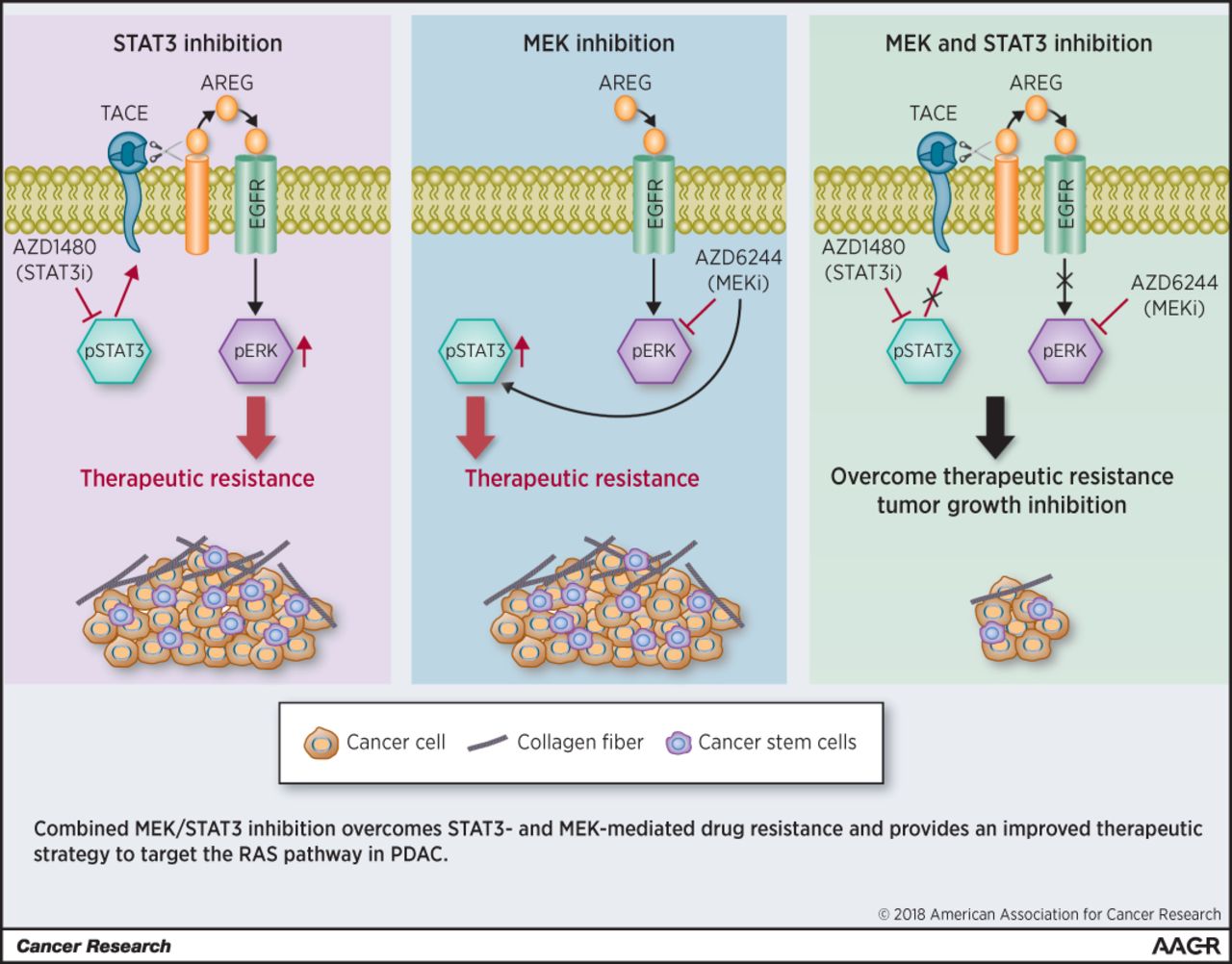 Inverse Correlation of STAT3 and MEK Signaling Mediates Resistance to ...
