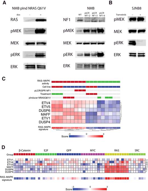 RAS–MAPK Pathway-Driven Tumor Progression Is Associated with Loss of ...