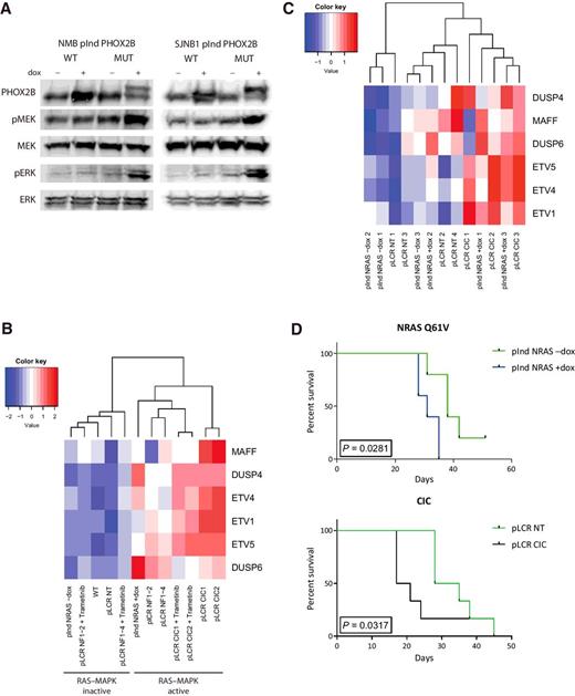 RAS–MAPK Pathway-Driven Tumor Progression Is Associated with Loss of ...