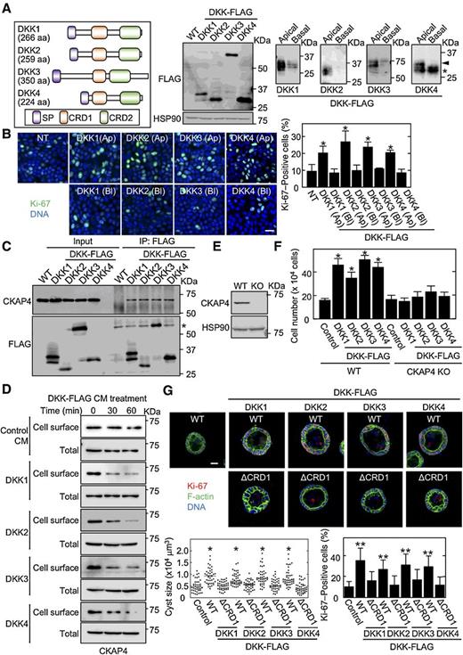 p63-Dependent Dickkopf3 Expression Promotes Esophageal Cancer Cell ...