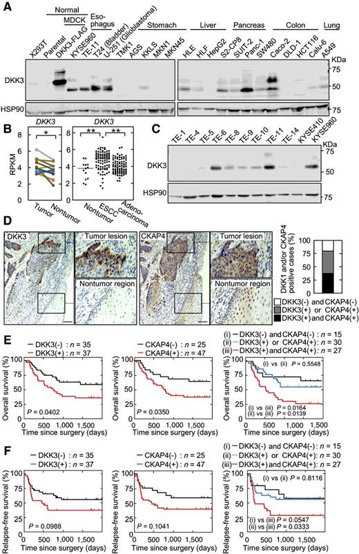p63-Dependent Dickkopf3 Expression Promotes Esophageal Cancer Cell ...