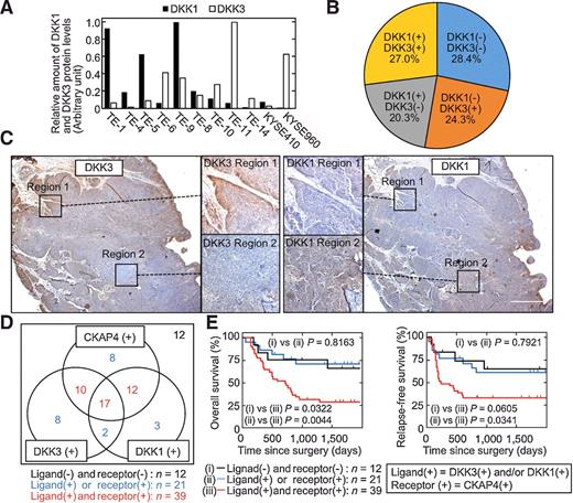 p63-Dependent Dickkopf3 Expression Promotes Esophageal Cancer Cell ...