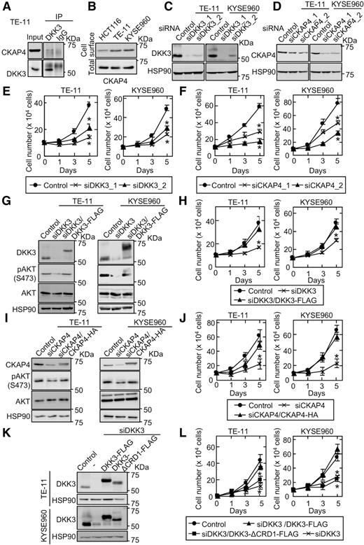 p63-Dependent Dickkopf3 Expression Promotes Esophageal Cancer Cell ...