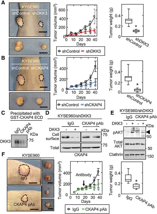 p63-Dependent Dickkopf3 Expression Promotes Esophageal Cancer Cell ...