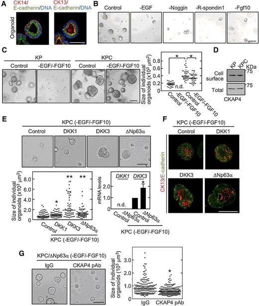 p63-Dependent Dickkopf3 Expression Promotes Esophageal Cancer Cell ...