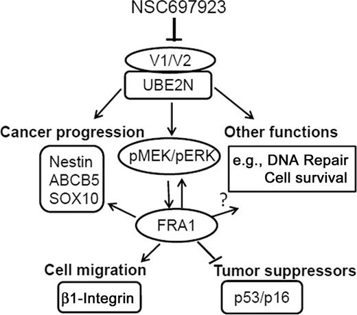 UBE2N Promotes Melanoma Growth via MEK/FRA1/SOX10 Signaling | Cancer ...
