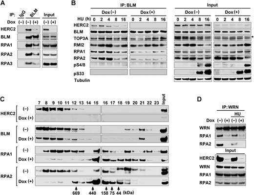 HERC2 Facilitates BLM and WRN Helicase Complex Interaction with RPA to ...