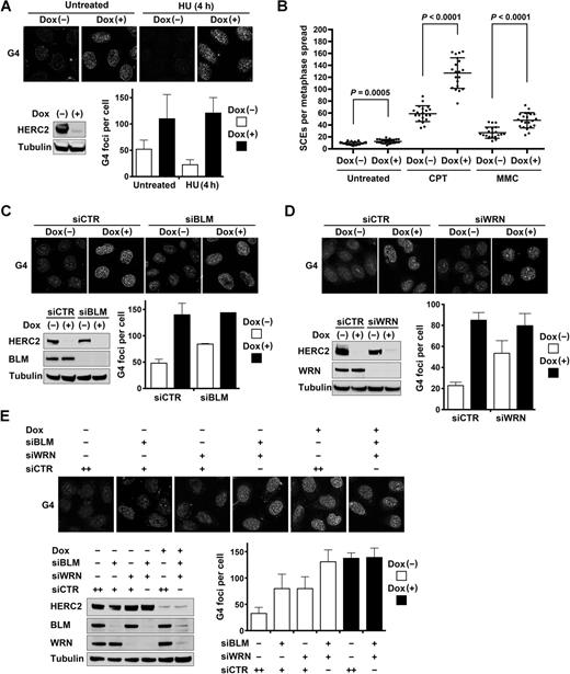 HERC2 Facilitates BLM and WRN Helicase Complex Interaction with RPA to ...