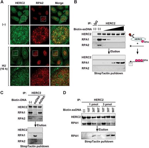 HERC2 Facilitates BLM and WRN Helicase Complex Interaction with RPA to ...