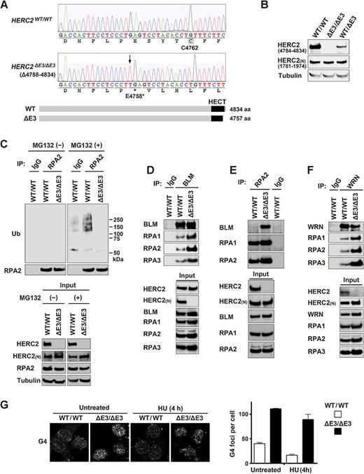 HERC2 Facilitates BLM and WRN Helicase Complex Interaction with RPA to ...