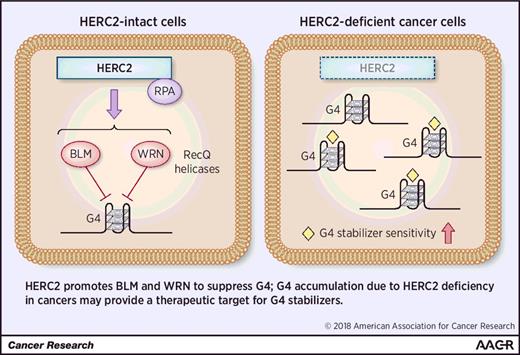 HERC2 Facilitates BLM and WRN Helicase Complex Interaction with RPA to ...