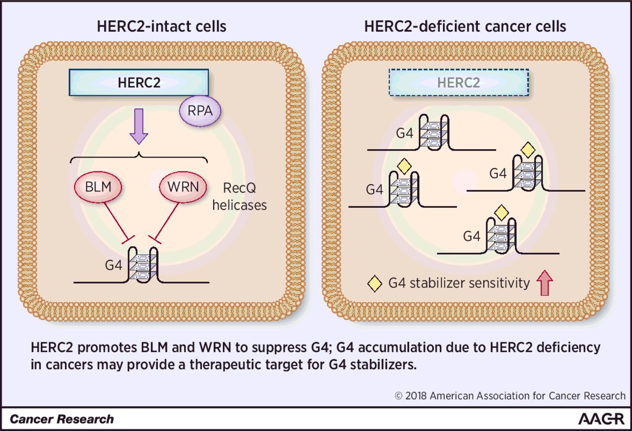 HERC2 Facilitates BLM and WRN Helicase Complex Interaction with RPA to ...