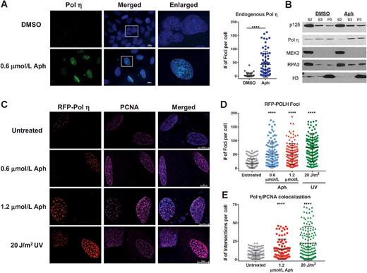 DNA Polymerase Eta Prevents Tumor Cell-Cycle Arrest and Cell Death ...
