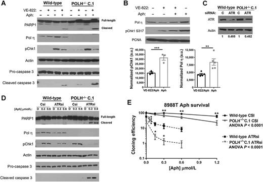 DNA Polymerase Eta Prevents Tumor Cell-Cycle Arrest and Cell Death ...