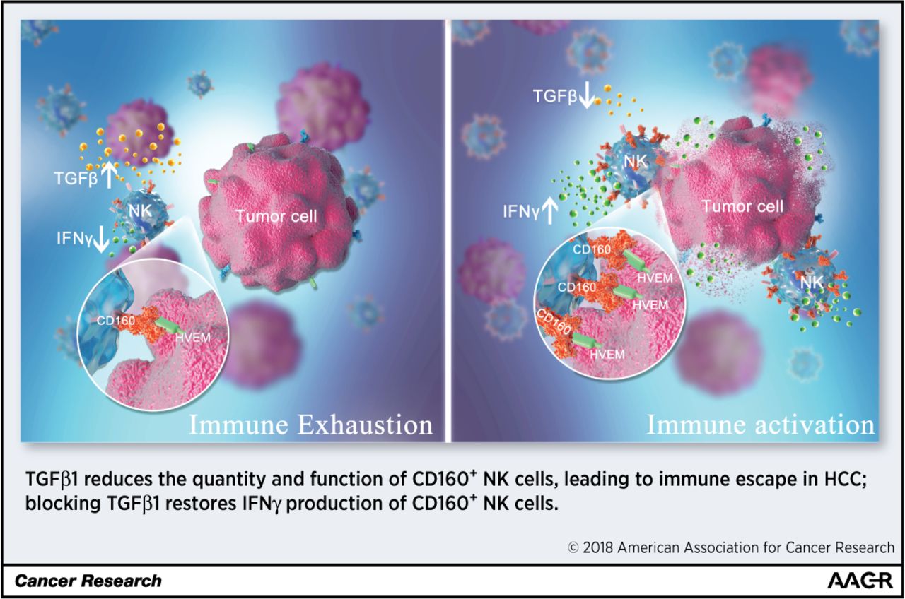 Reduced CD160 Expression Contributes to Impaired NK-cell Function and ...