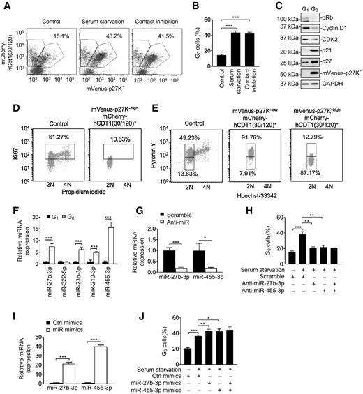 A p53-Responsive miRNA Network Promotes Cancer Cell Quiescence | Cancer ...