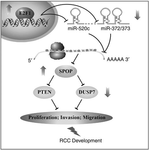 The E2F1–miR-520/372/373–SPOP Axis Modulates Progression of Renal ...