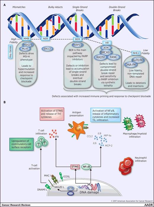 Development of PARP and Immune-Checkpoint Inhibitor Combinations ...