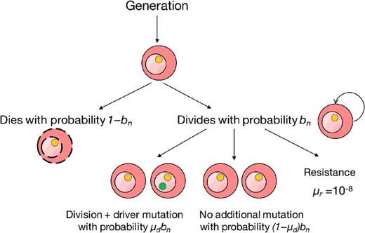 Modeling the Subclonal Evolution of Cancer Cell Populations | Cancer ...