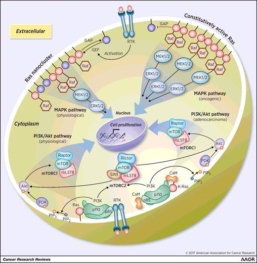 Oncogenic Ras Isoforms Signaling Specificity at the Membrane | Cancer ...
