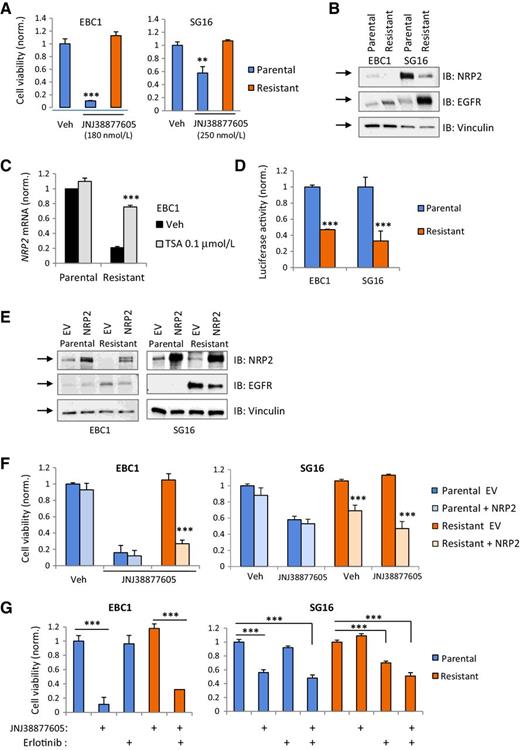 Downregulating Neuropilin-2 Triggers a Novel Mechanism Enabling EGFR ...