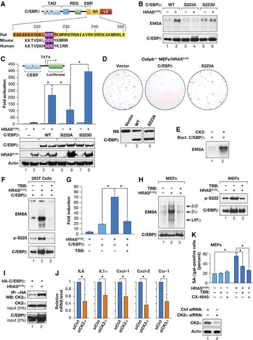Oncogenic RAS-Induced Perinuclear Signaling Complexes Requiring KSR1 ...