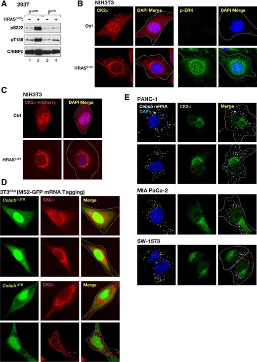 Oncogenic RAS-Induced Perinuclear Signaling Complexes Requiring KSR1 ...