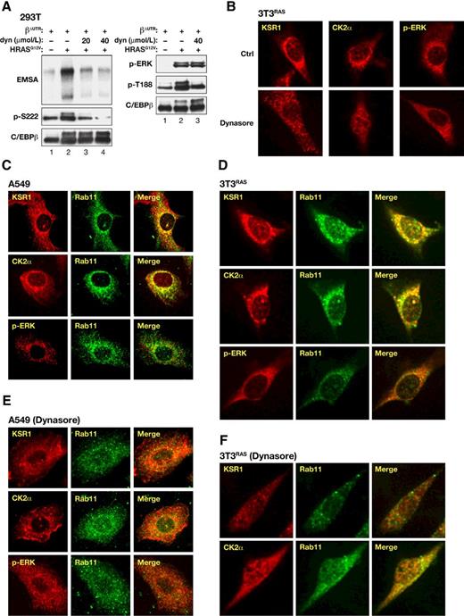 Oncogenic RAS-Induced Perinuclear Signaling Complexes Requiring KSR1 ...