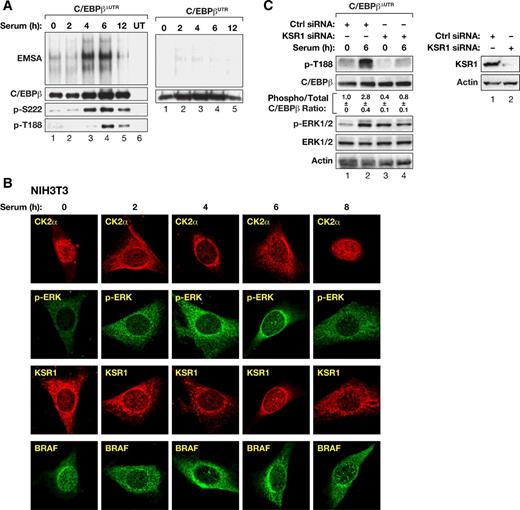 Oncogenic RAS-Induced Perinuclear Signaling Complexes Requiring KSR1 ...