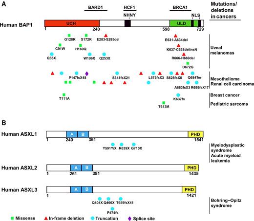 Familial and Somatic BAP1 Mutations Inactivate ASXL1/2-Mediated ...