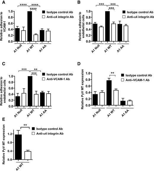 Kindlin-1 Promotes Pulmonary Breast Cancer Metastasis | Cancer Research ...