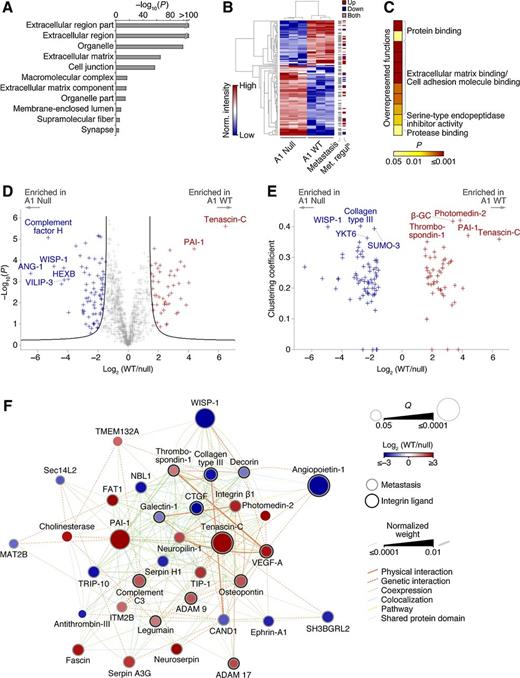 Kindlin-1 Promotes Pulmonary Breast Cancer Metastasis | Cancer Research ...