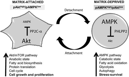AMPK–Akt Double-Negative Feedback Loop in Breast Cancer Cells Regulates ...