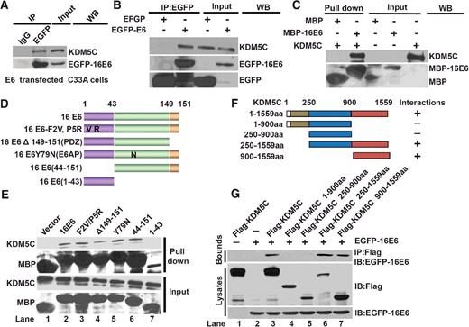 E6 Protein Expressed by High-Risk HPV Activates Super-Enhancers of the ...
