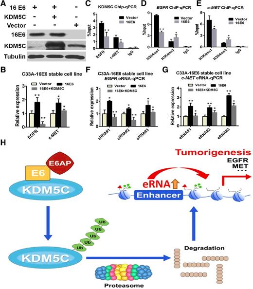 E6 Protein Expressed by High-Risk HPV Activates Super-Enhancers of the ...