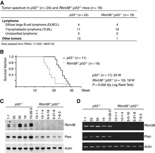 Genetic Ablation of Rbm38 Promotes Lymphomagenesis in the Context of ...