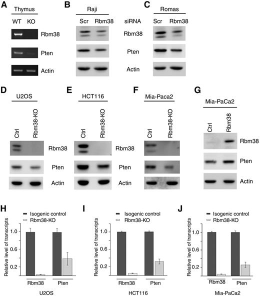 Genetic Ablation of Rbm38 Promotes Lymphomagenesis in the Context of ...