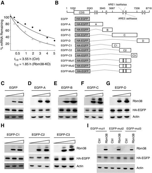 Genetic Ablation of Rbm38 Promotes Lymphomagenesis in the Context of ...