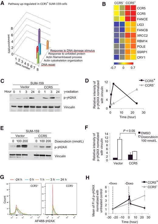 CCR5 Governs DNA Damage Repair and Breast Cancer Stem Cell Expansion ...