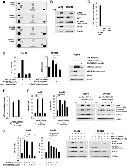 Keratin 19 Expression in Hepatocellular Carcinoma Is Regulated by ...