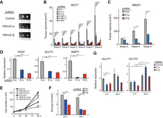 Pyruvate Dehydrogenase PDH-E1β Controls Tumor Progression by Altering ...