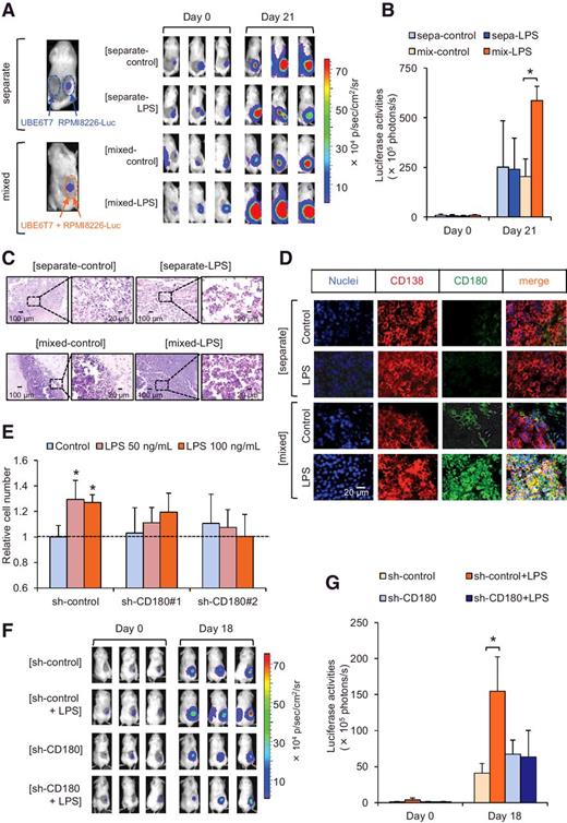 Myeloma Cells Are Activated in Bone Marrow Microenvironment by the ...