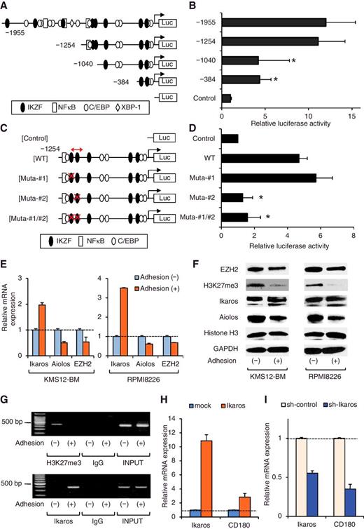Myeloma Cells Are Activated in Bone Marrow Microenvironment by the ...