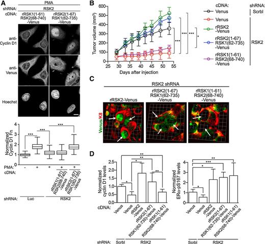 ERα-Mediated Nuclear Sequestration of RSK2 Is Required for ER+ Breast ...