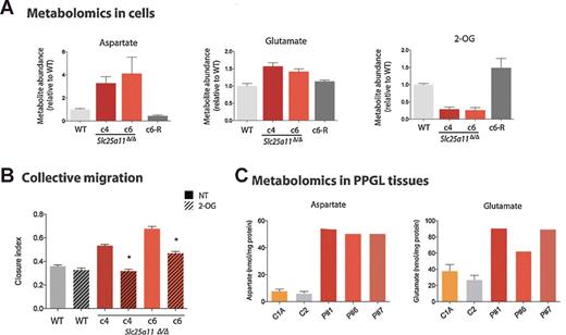 Germline Mutations in the Mitochondrial 2-Oxoglutarate/Malate Carrier ...