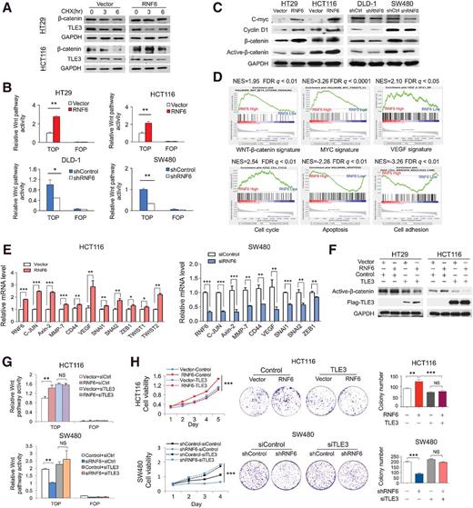RNF6 Promotes Colorectal Cancer by Activating the Wnt/β-Catenin Pathway ...