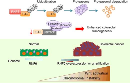 RNF6 Promotes Colorectal Cancer by Activating the Wnt/β-Catenin Pathway ...