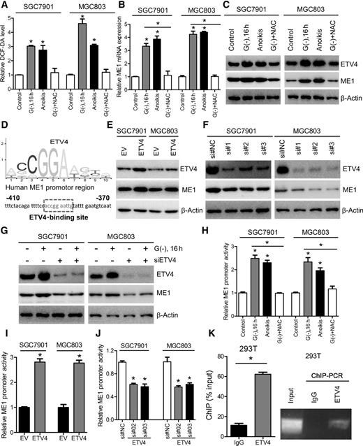 ME1 Regulates NADPH Homeostasis to Promote Gastric Cancer Growth and ...